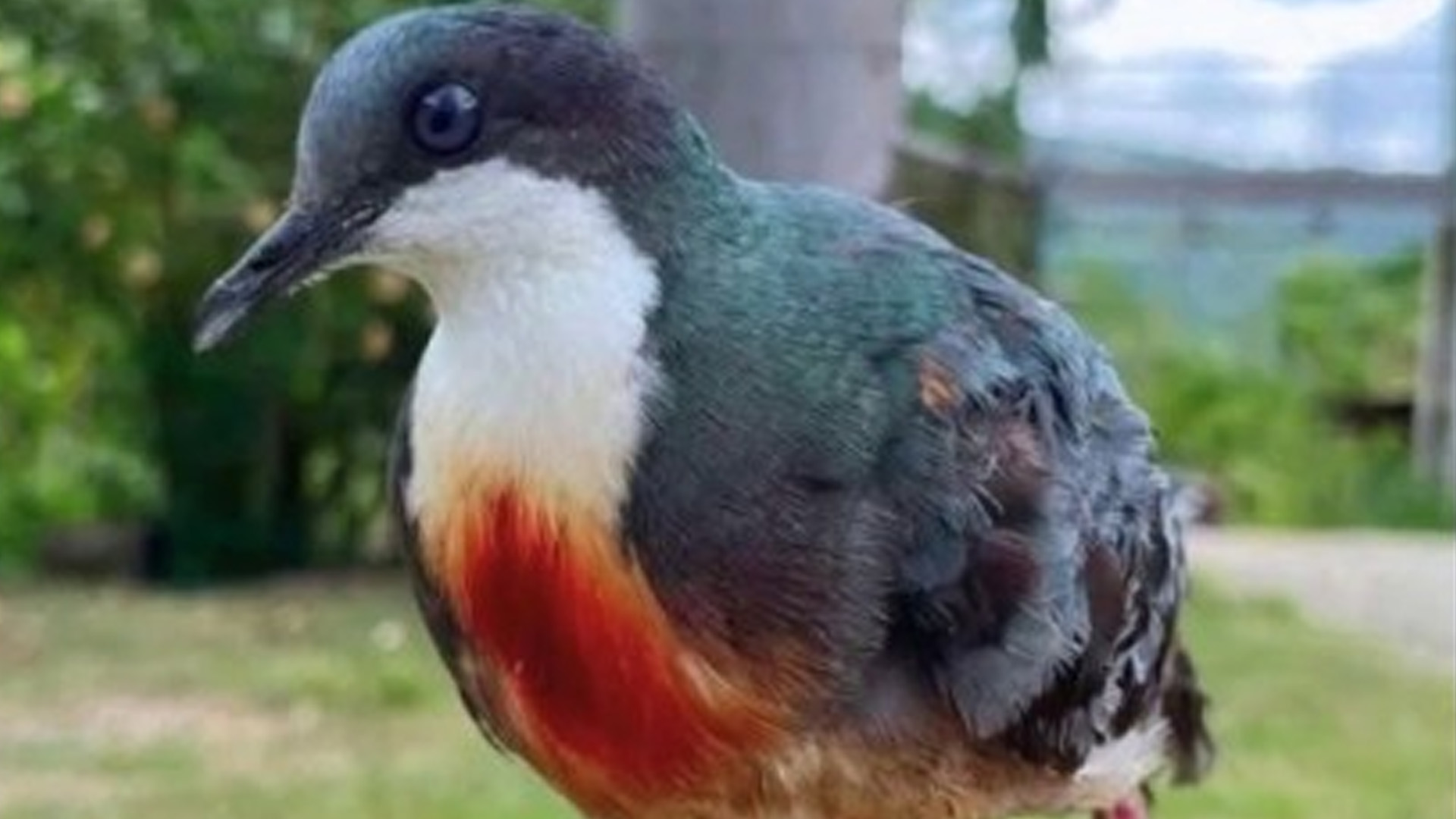 Rare Luzon Bleeding-Heart Dove Released In Apayao Forest | Manila Magazine